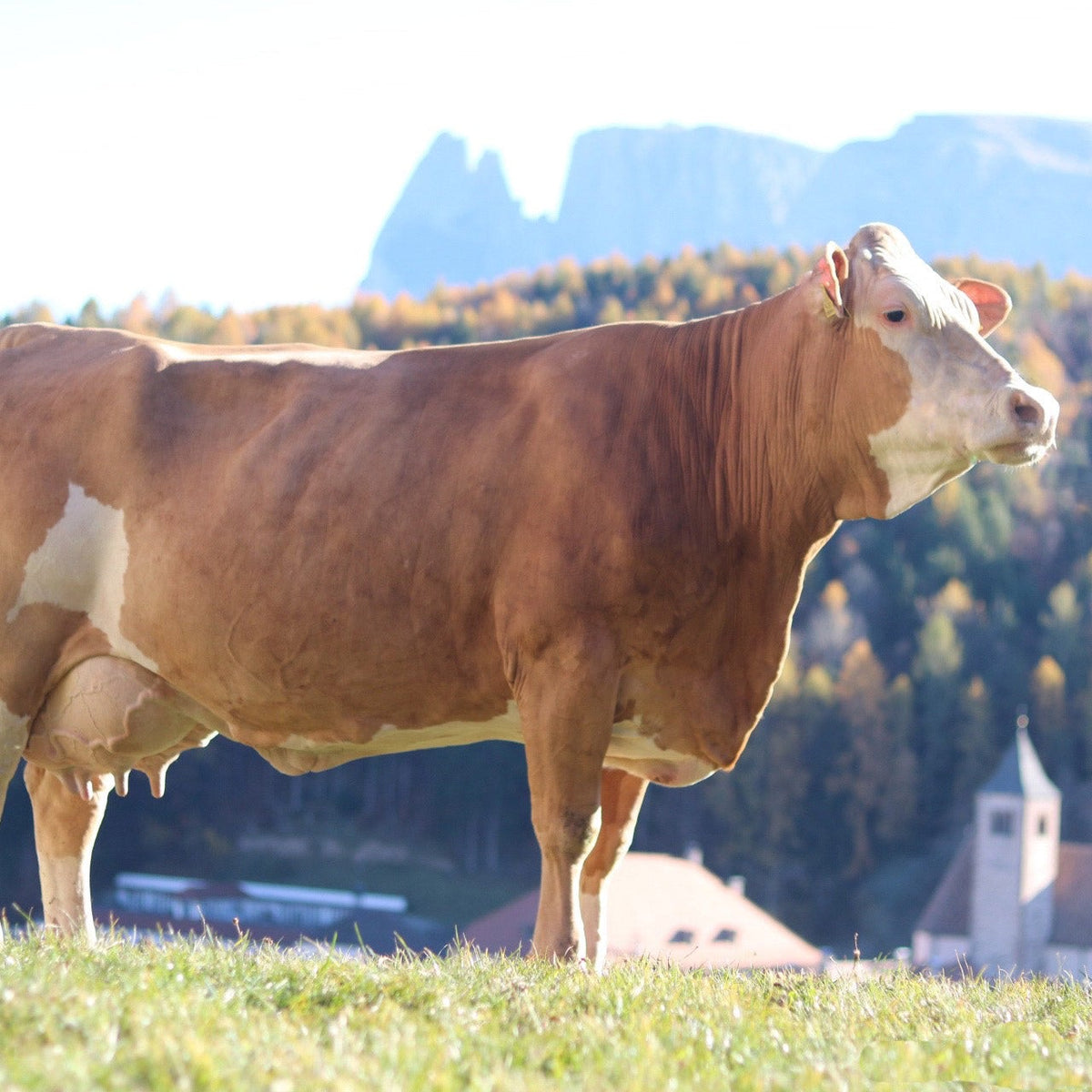 Beikircher Mangimi Bovini – agritura