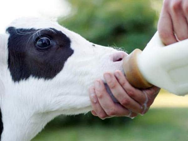 Mangime per vitelli – agritura