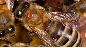Varroa Control and Treatments – agritura