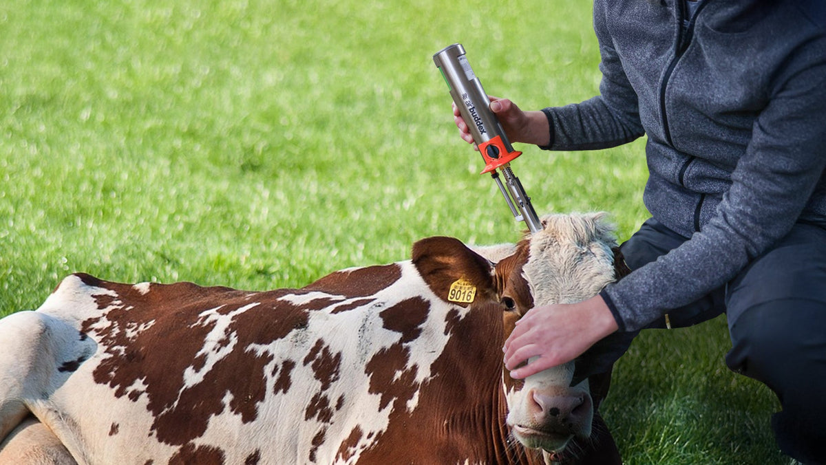 Dehorning in calves – agritura