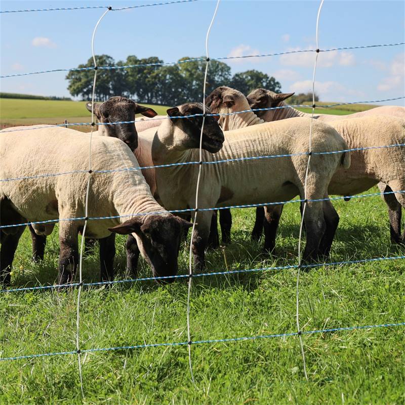 Nets for sheep – agritura